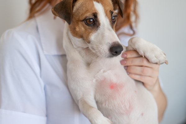 Dermatite Atópica Canina: Causas, Sintomas e Tratamento