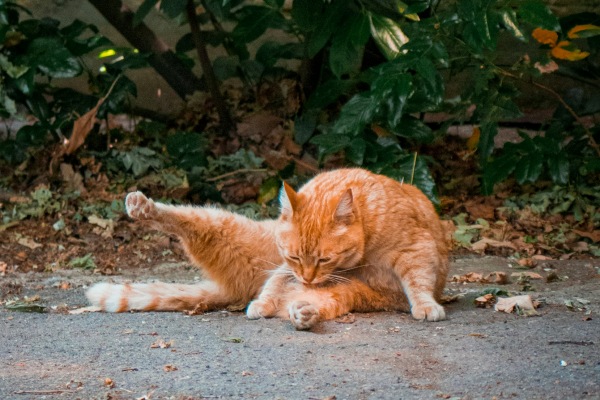 Micose em Gatos: Prevenção, Sintomas e Tratamentos